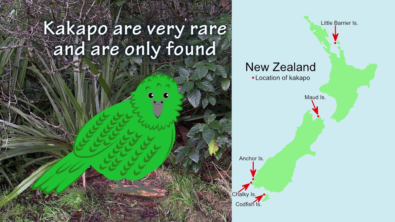 Kaka, Kea and Kakapo by Peter Weatherall - YouTube