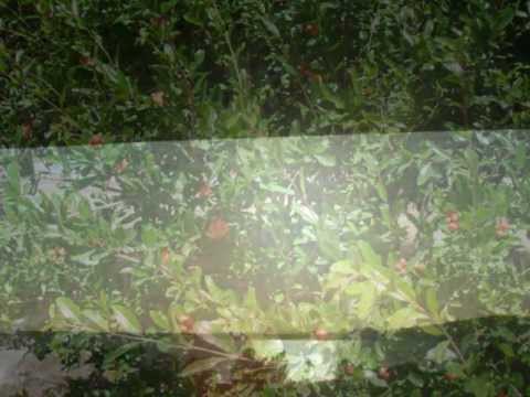 nazende sevgilim serkan çağrı ata demirer.wmv