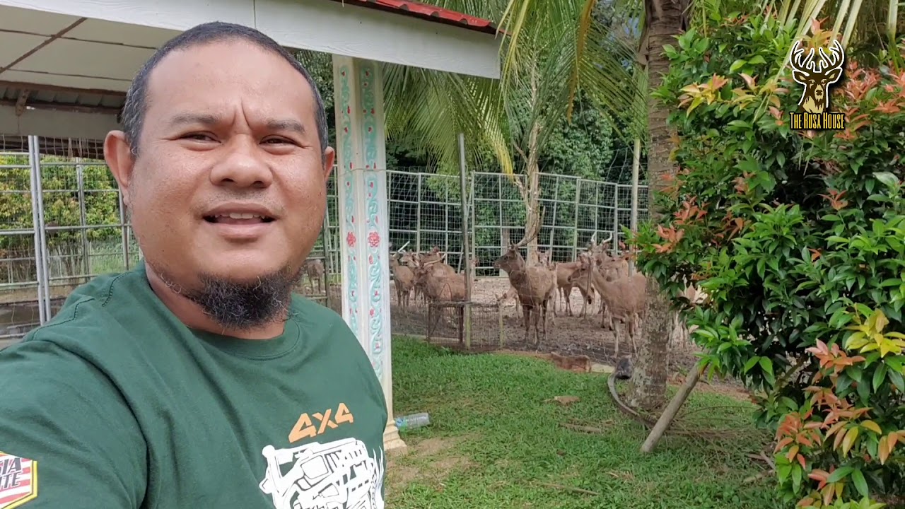 Rumah makan rusa - YouTube