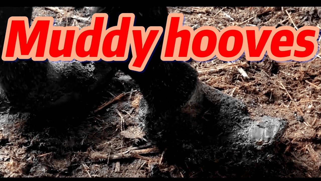 Muddy hooves that look so much better when trimmed! - YouTube