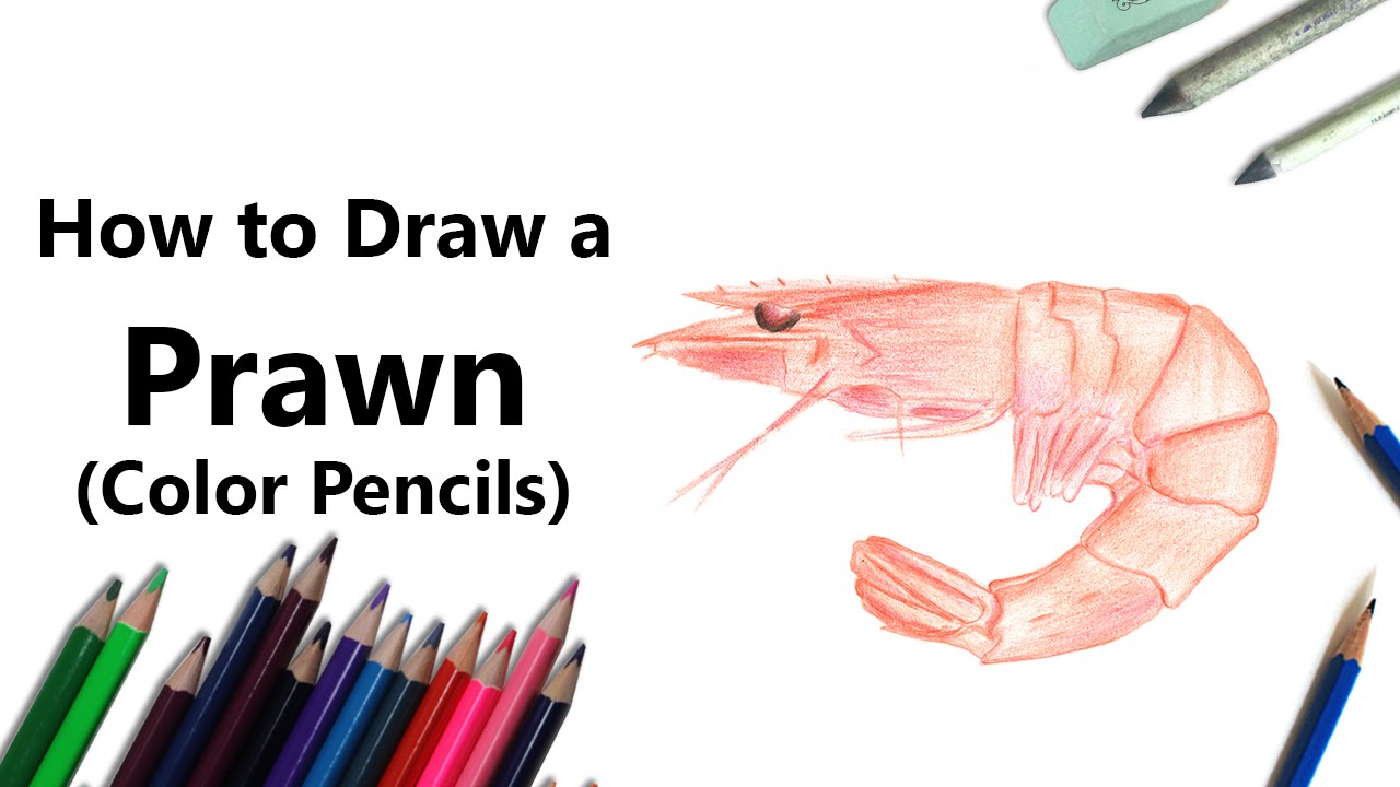 How to Draw a Prawn with Color Pencils [Time Lapse] - YouTube