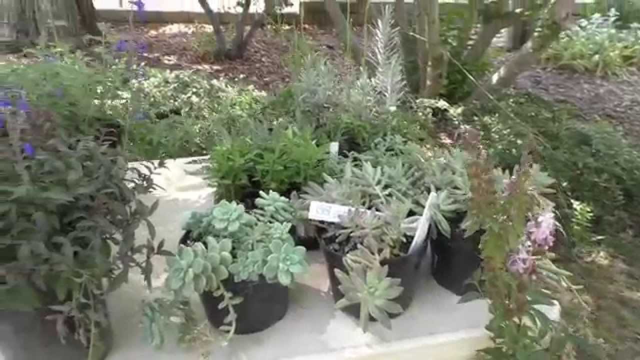 Fresno Water-Wise Give and Take Plant Event (feat. Calliope Corriea). 5 ...