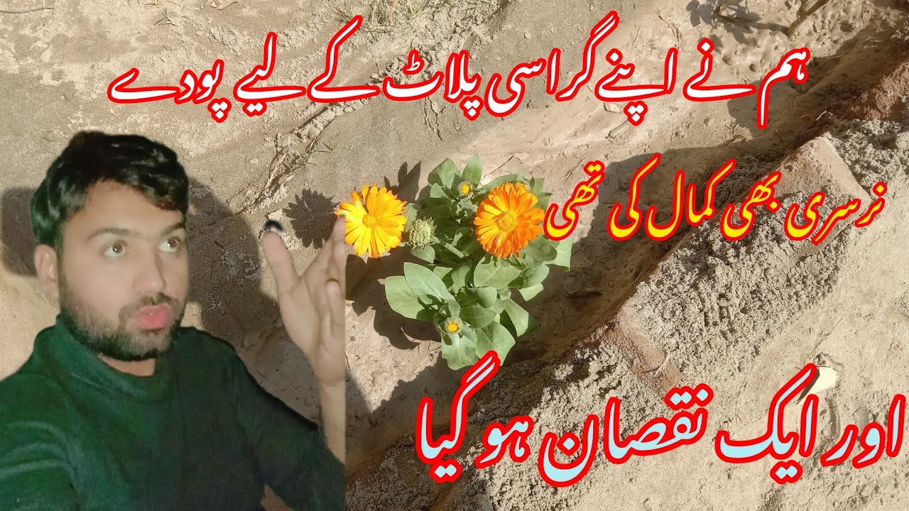 Hum nay apny grasi plat kay liyan tree.aik bht nuksan ho gaya . - YouTube