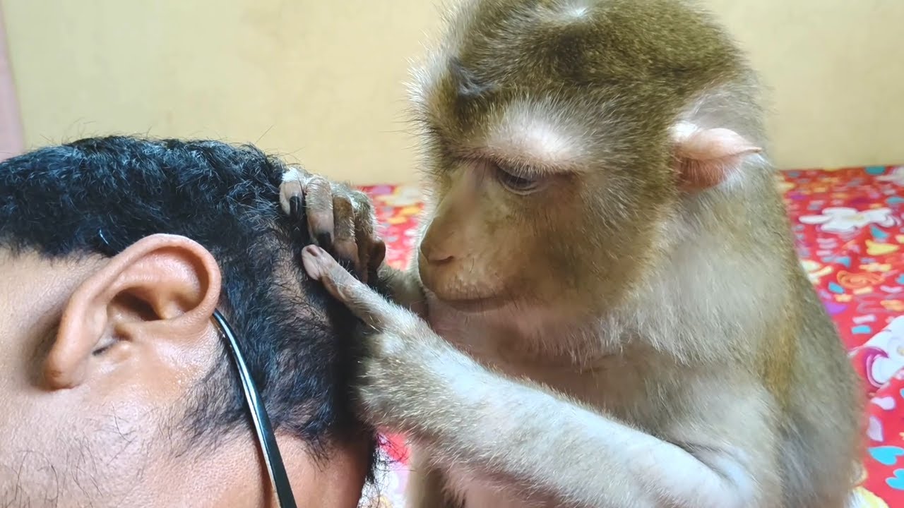 Monkey Boki Personality Expertly Grooming Get You Drop Mouth - YouTube