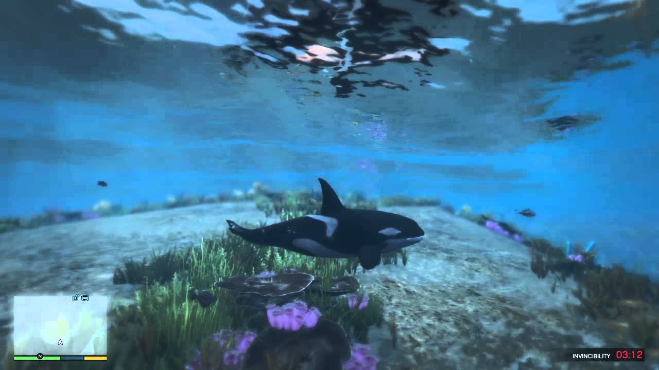 Gta V orca (killer whale) location - YouTube