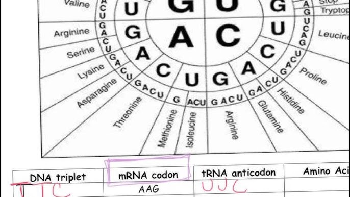 Codon Worksheet Biology