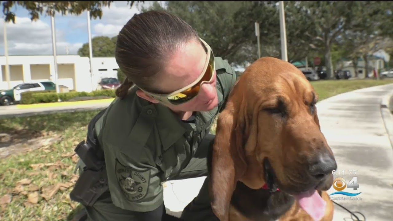 BSO K-9 wags tail into retirement - YouTube