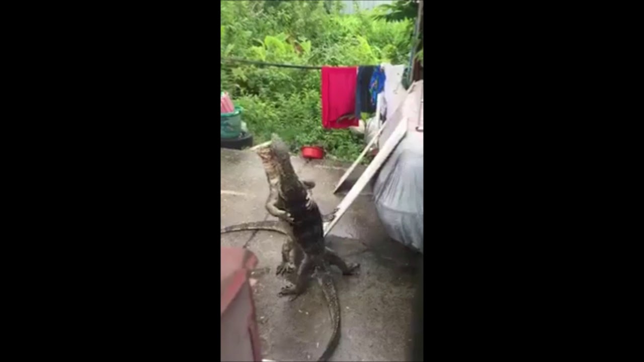 Monitor Lizard(Giant Lizard) is dancing at the backyard - YouTube