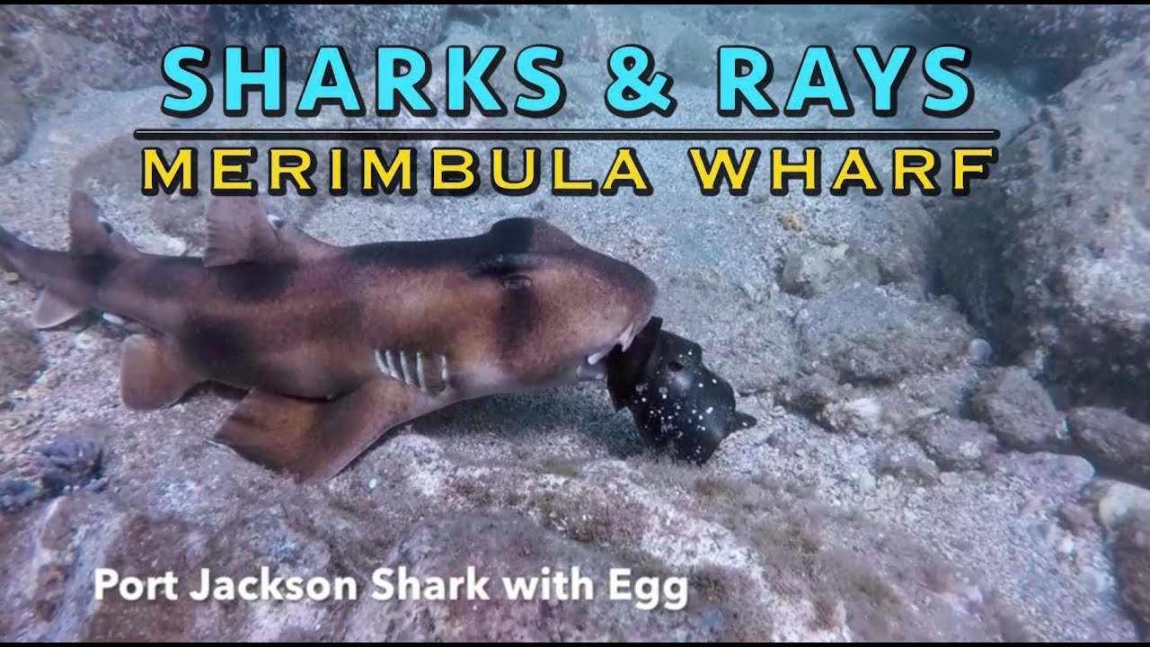Sharks & Rays at Merimbula Wharf - YouTube