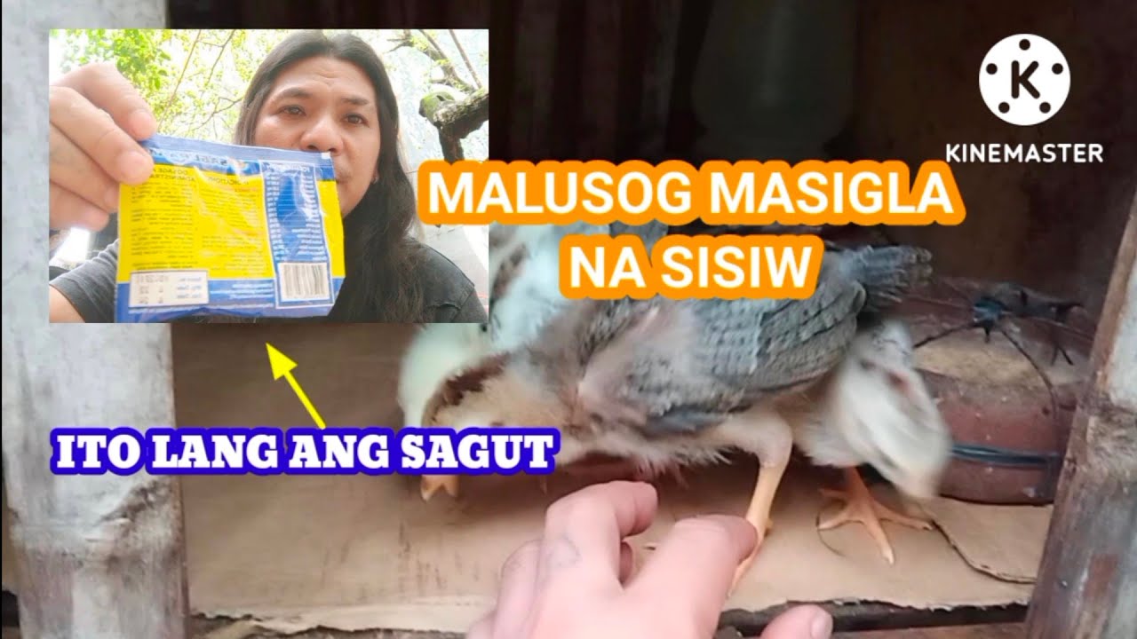 #chardkabalbontv PARA SA MALUSOG AT PAMPASIGLA NG ATING MGA SISIW ...