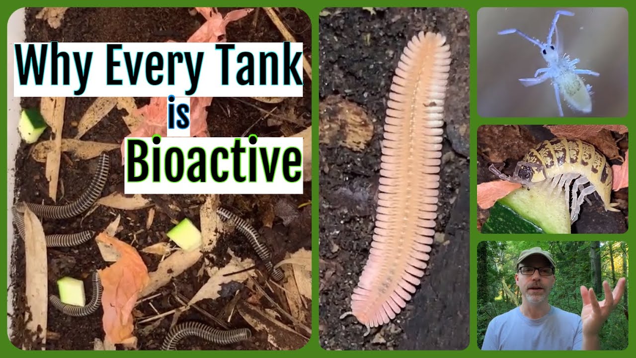 Bioactive Vivarium and Communal Tank Setups #bioactivevivarium # ...