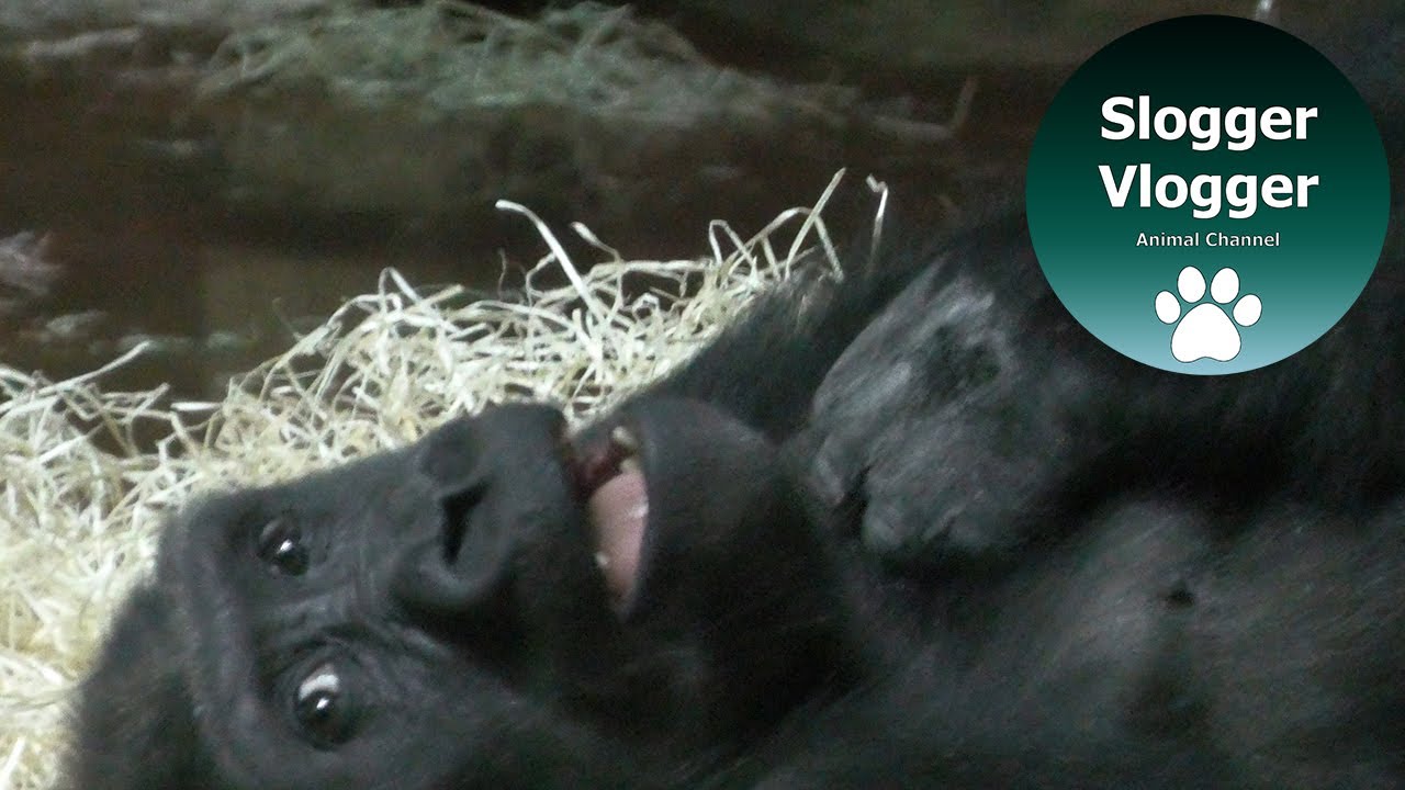Gorilla's Play - Pushing, Play Biting, Pinning Down, Chasing, Leg ...