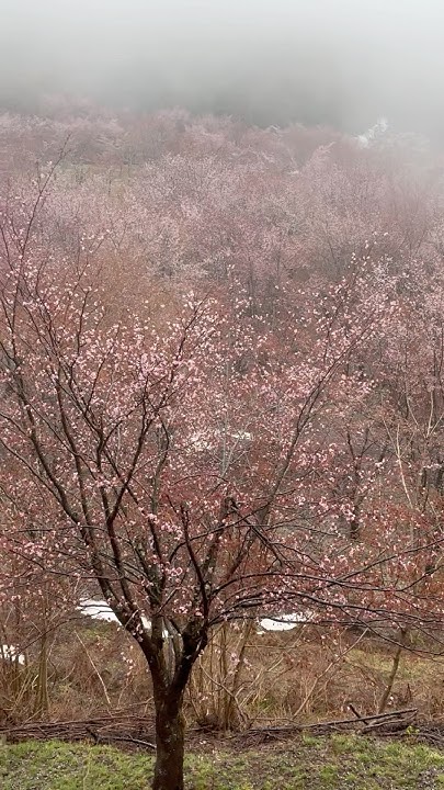福島県北塩原村 桜峠🌸 2025/4/29 - YouTube