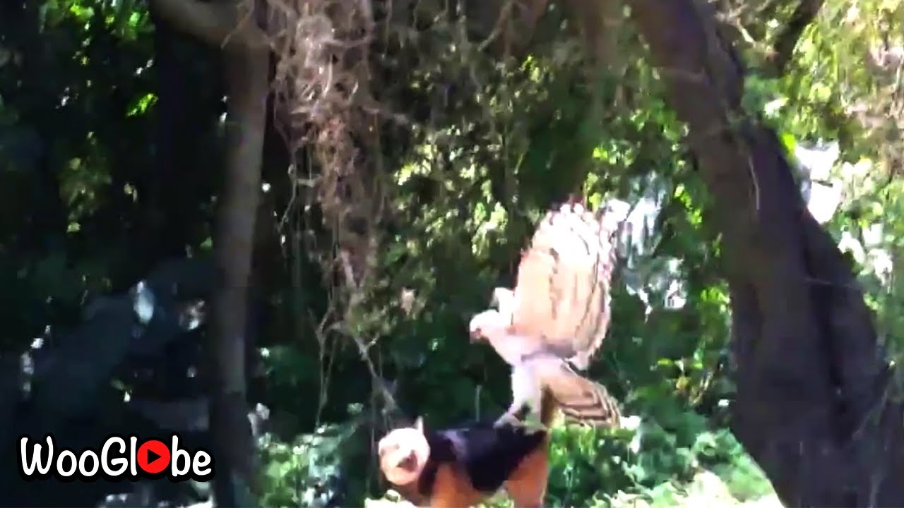 Crowned Eagle Attacks Dog - YouTube