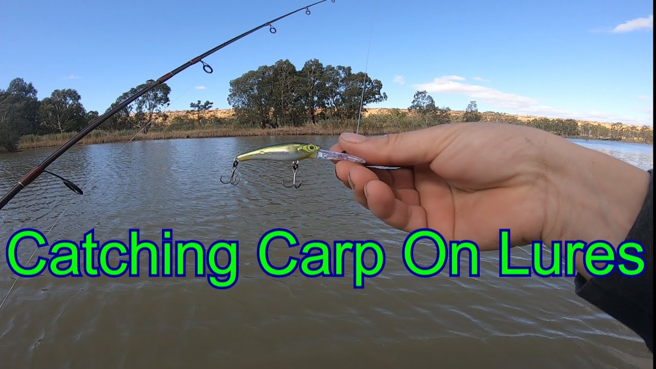 Can you catch Carp on Lures in the Murray River? - YouTube
