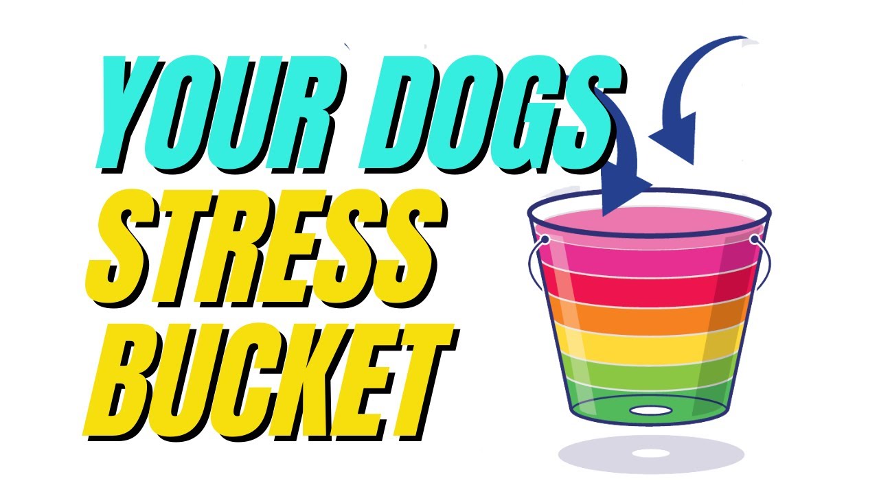 Your Dog's Stress Bucket Explained - YouTube