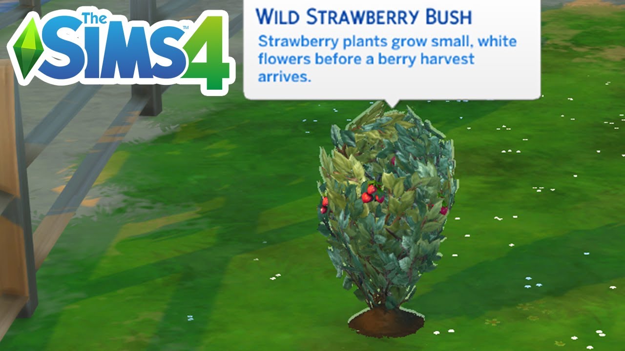 How To Find A Strawberry Bush (Location To Get Strawberries) - The Sims ...