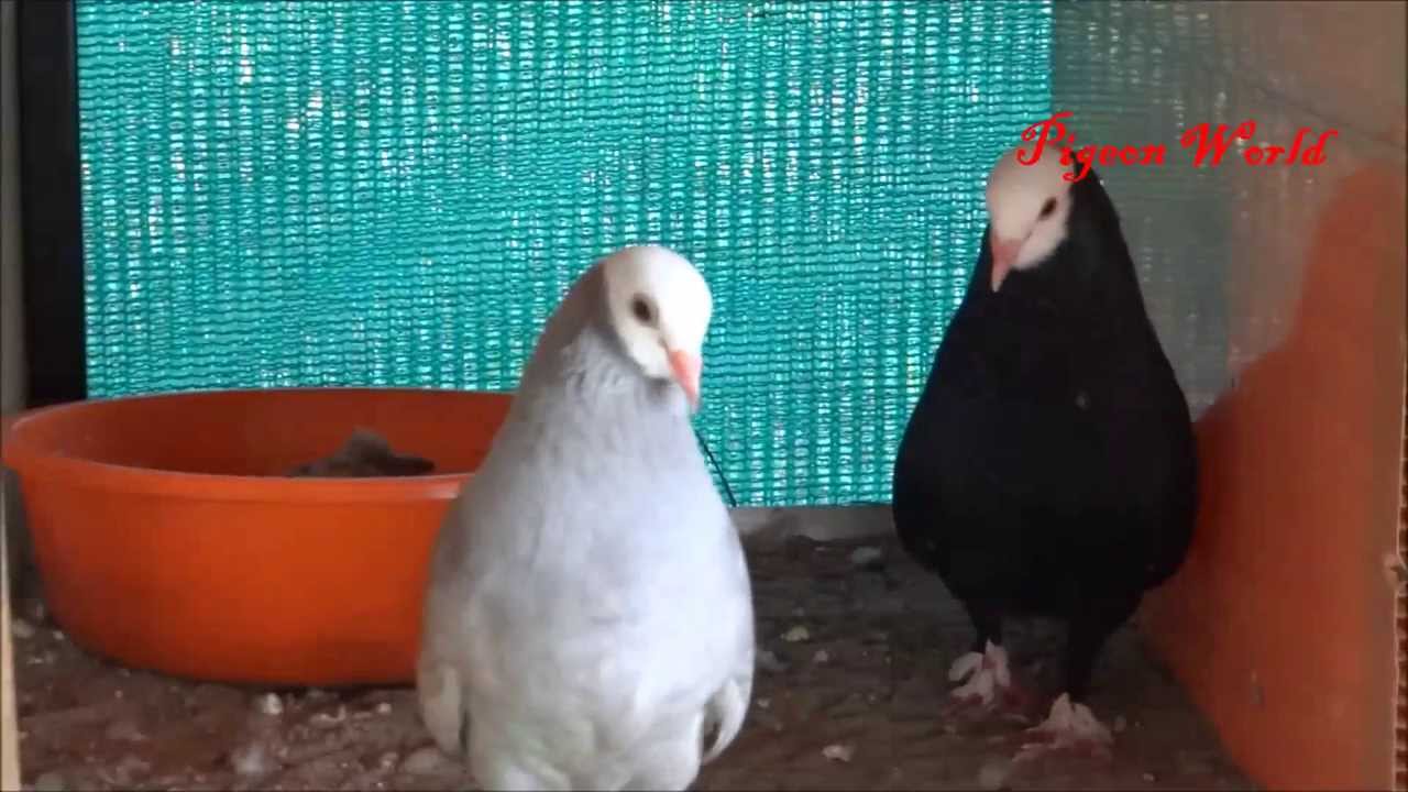 Mookee pigeon - YouTube