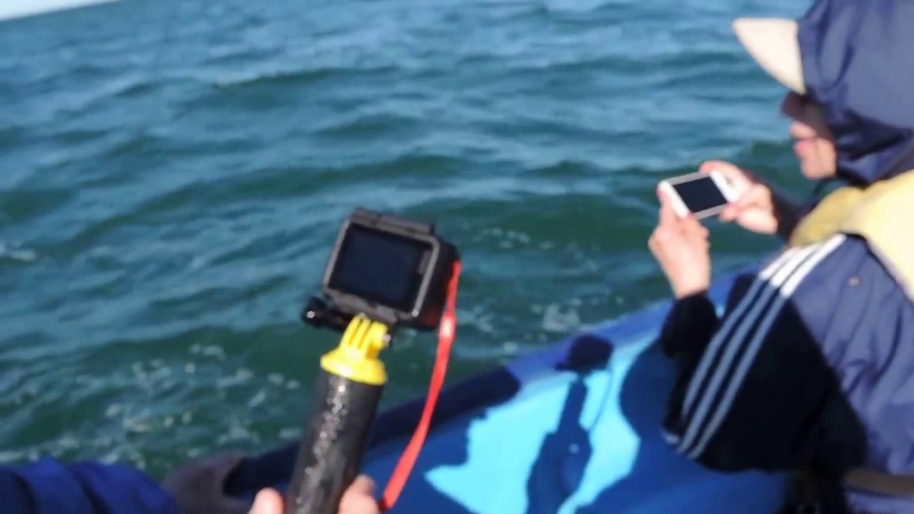 Whale Play - YouTube