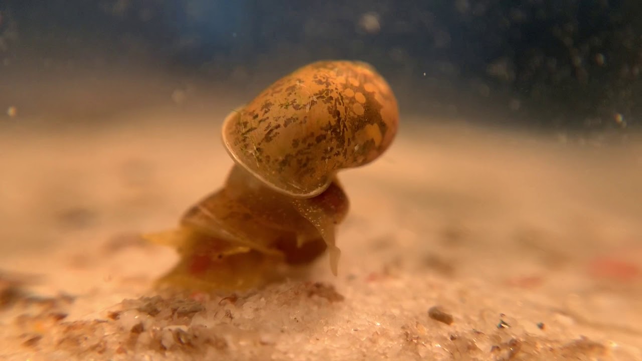 Big ear radix snails (Radix auricularia) - YouTube