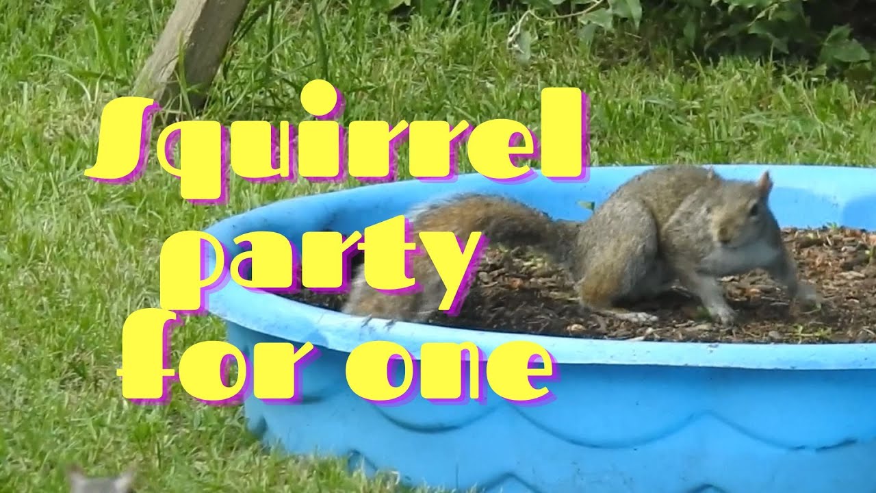 Squirrel Protects Pool from Other Squirrels - YouTube