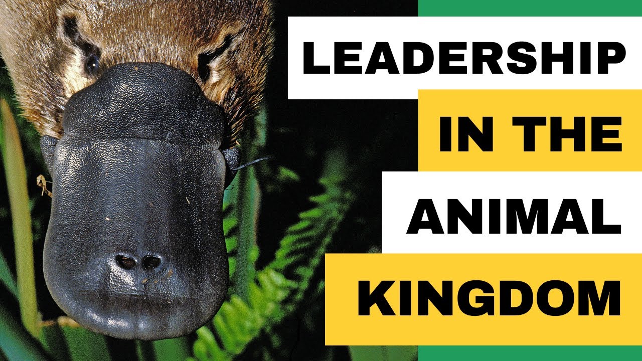 Leadership in the Animal Kingdom - YouTube