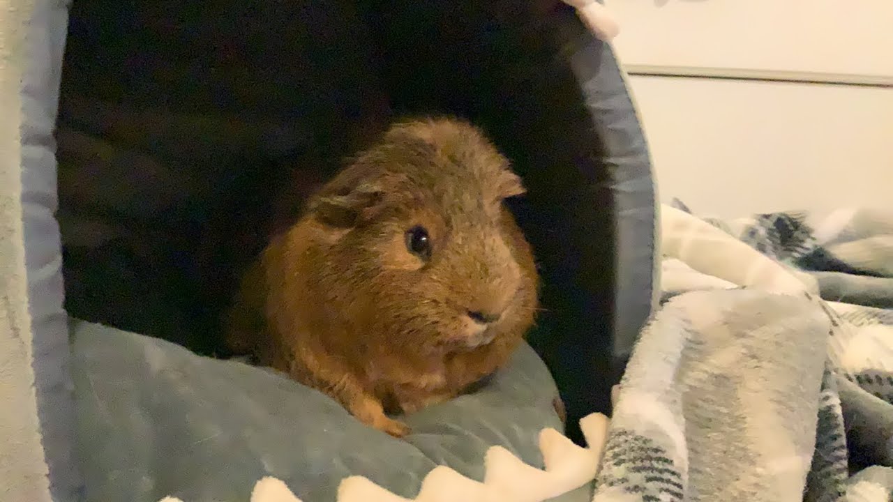 Capybara Eats Watermelon!!! - YouTube