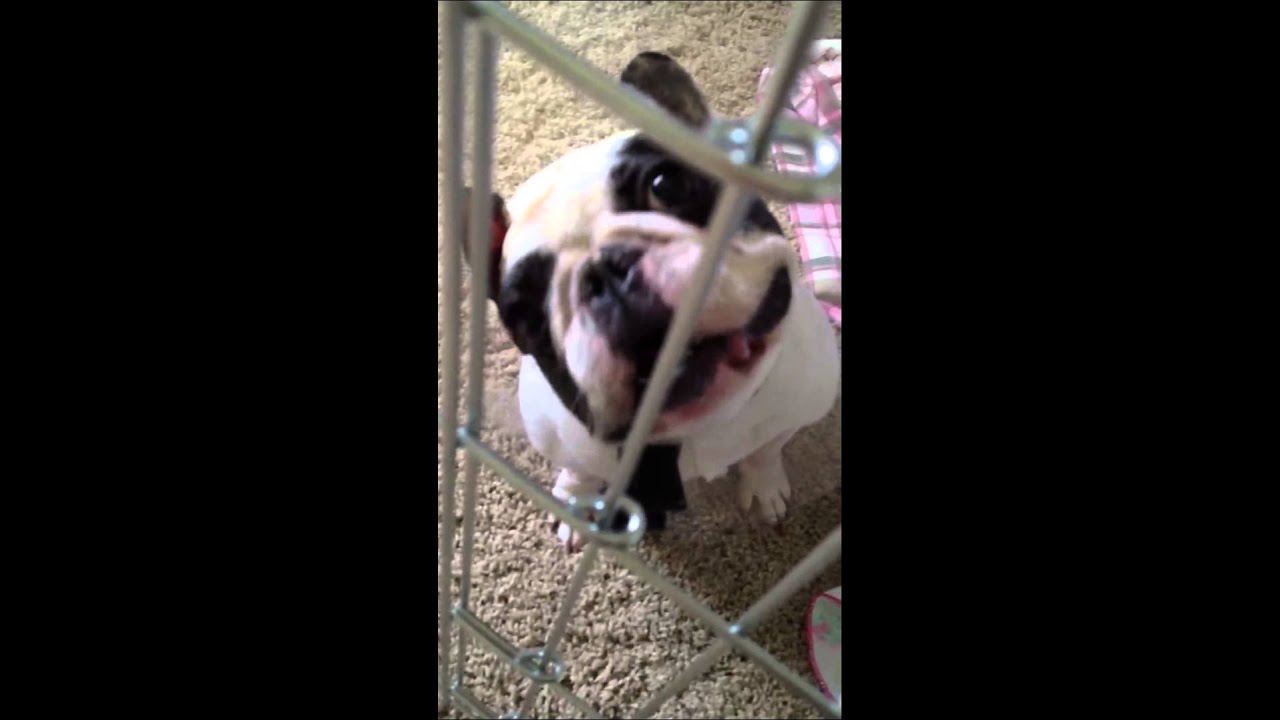 Frenchie crying - YouTube