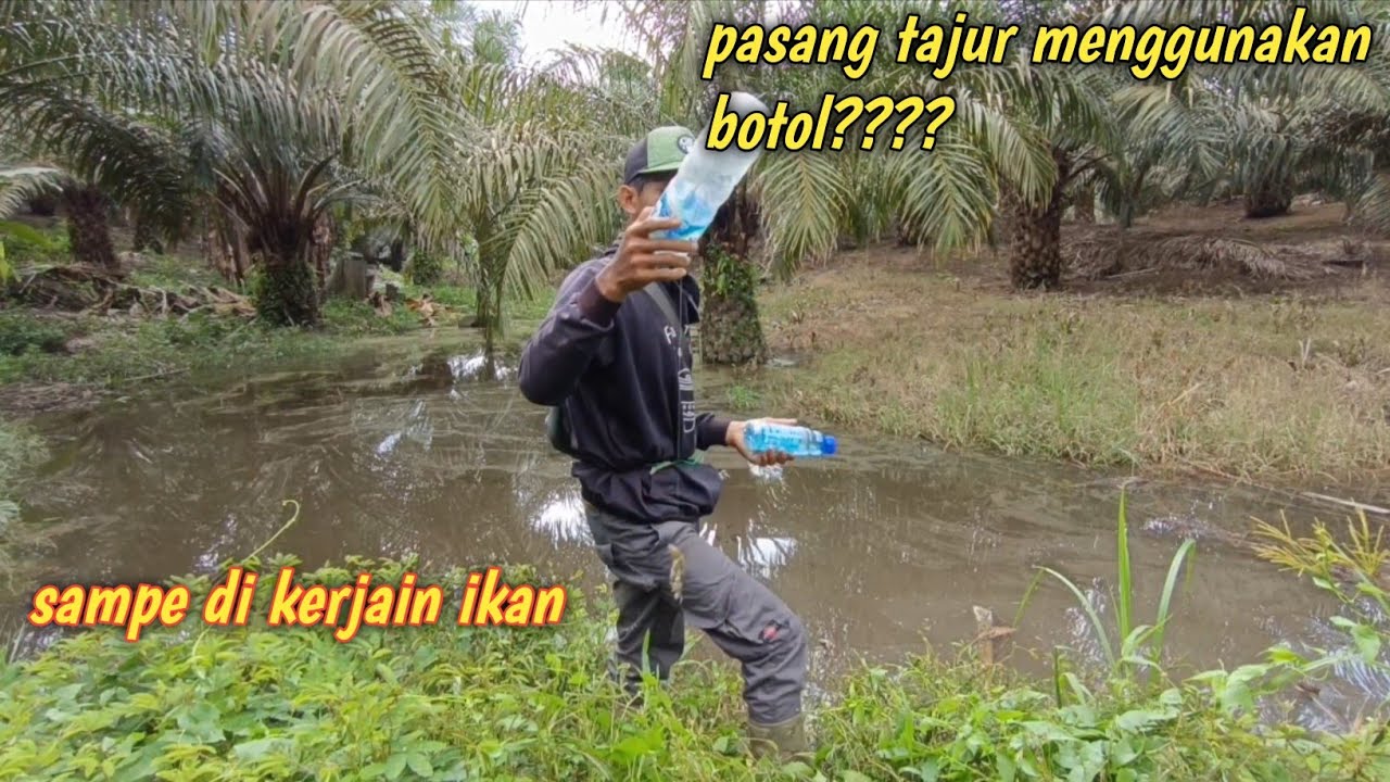mancing tajur gabus | masang tajur menggunakan botol memang edian ...