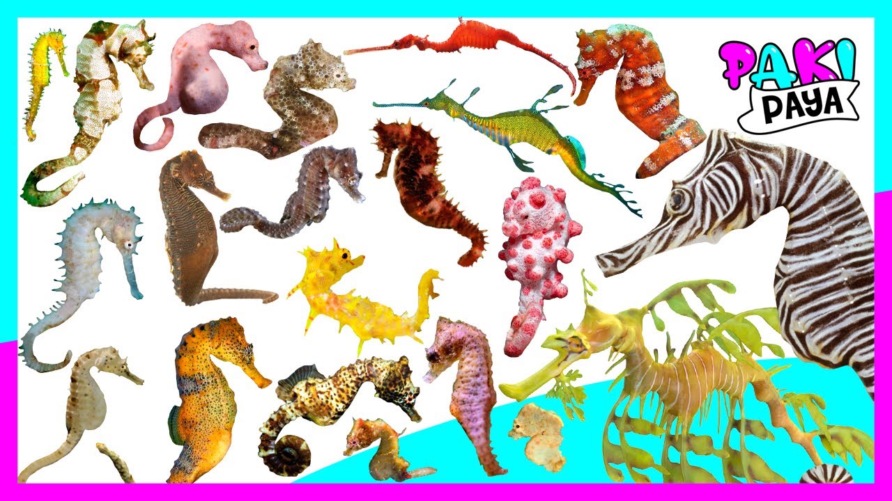Los Caballitos de Mar y Dragones de Mar - seahorse - seadragon ...