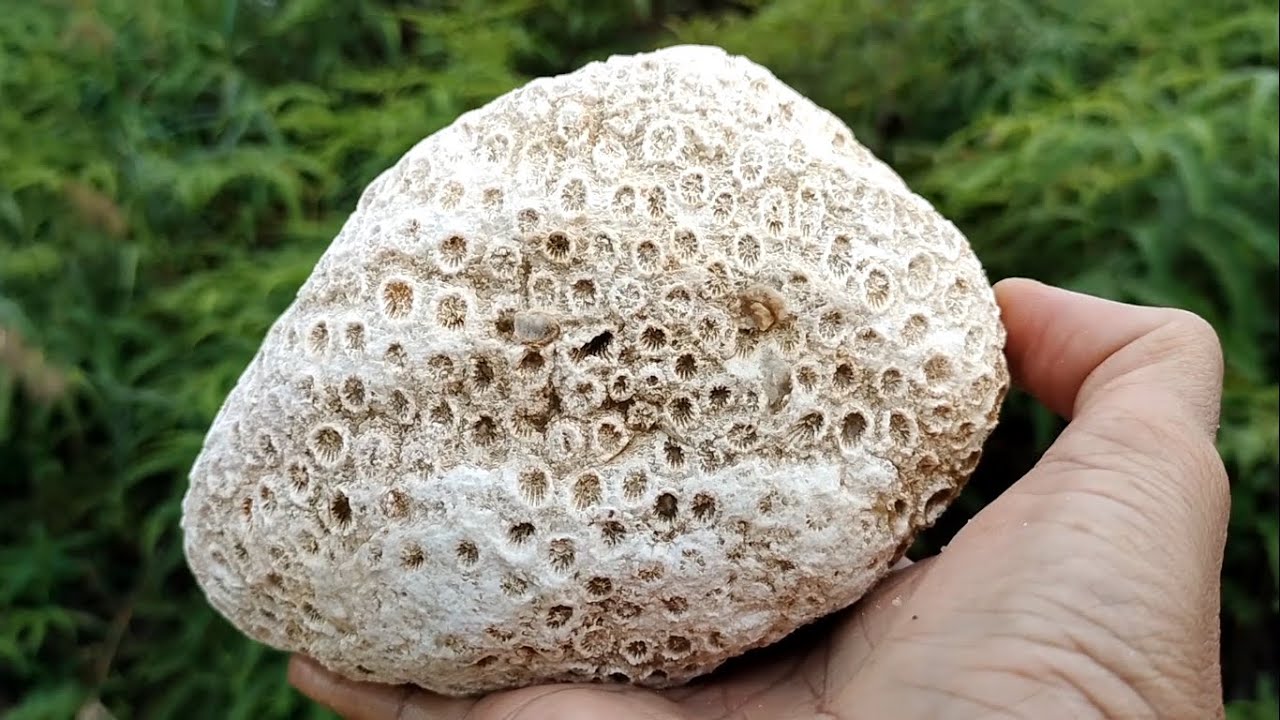 Cara membedakan batu sarang tawon dengan batu teratai, dua jenis batu ...