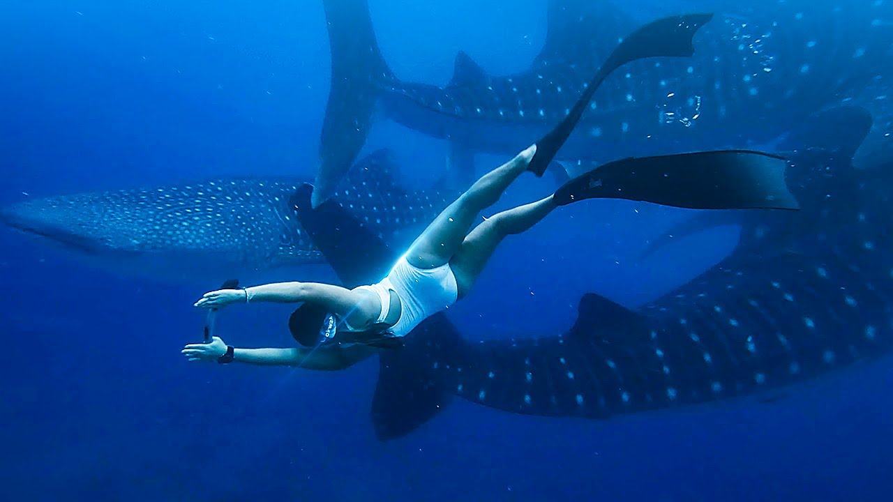 Swimming with WHALESHARK, the BEST Spot in the Philippines (Lila, Bohol ...