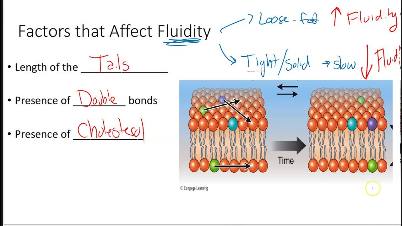 Membrane and Fluidity - YouTube