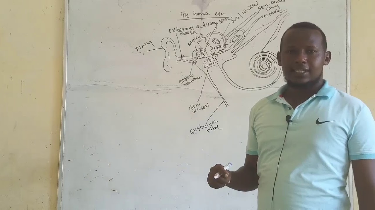 The Human Ear Structure And Function YouTube The Human Ear Structure And Function YouTube