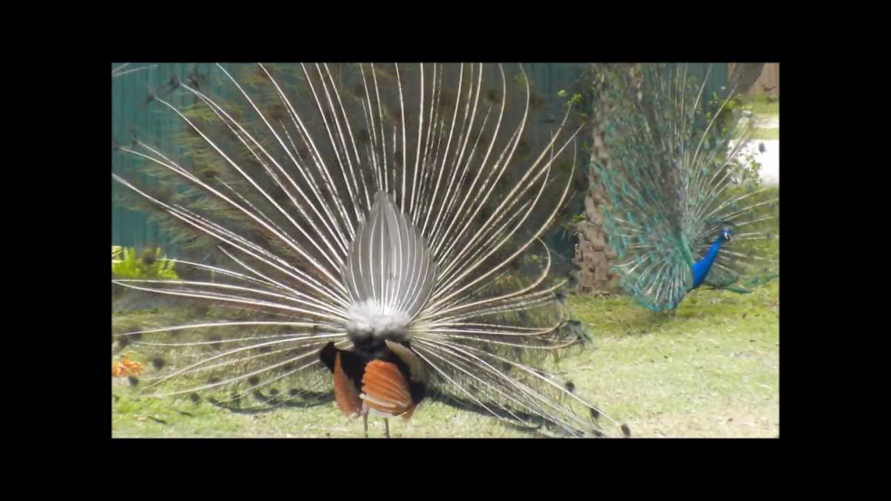 Peacocks St Augustine Florida Apr 3 2013 Youtube