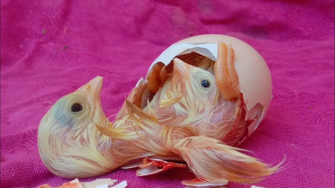MiRAcle a baby chick 🐣 is coming out of an egg shell #babychick - YouTube