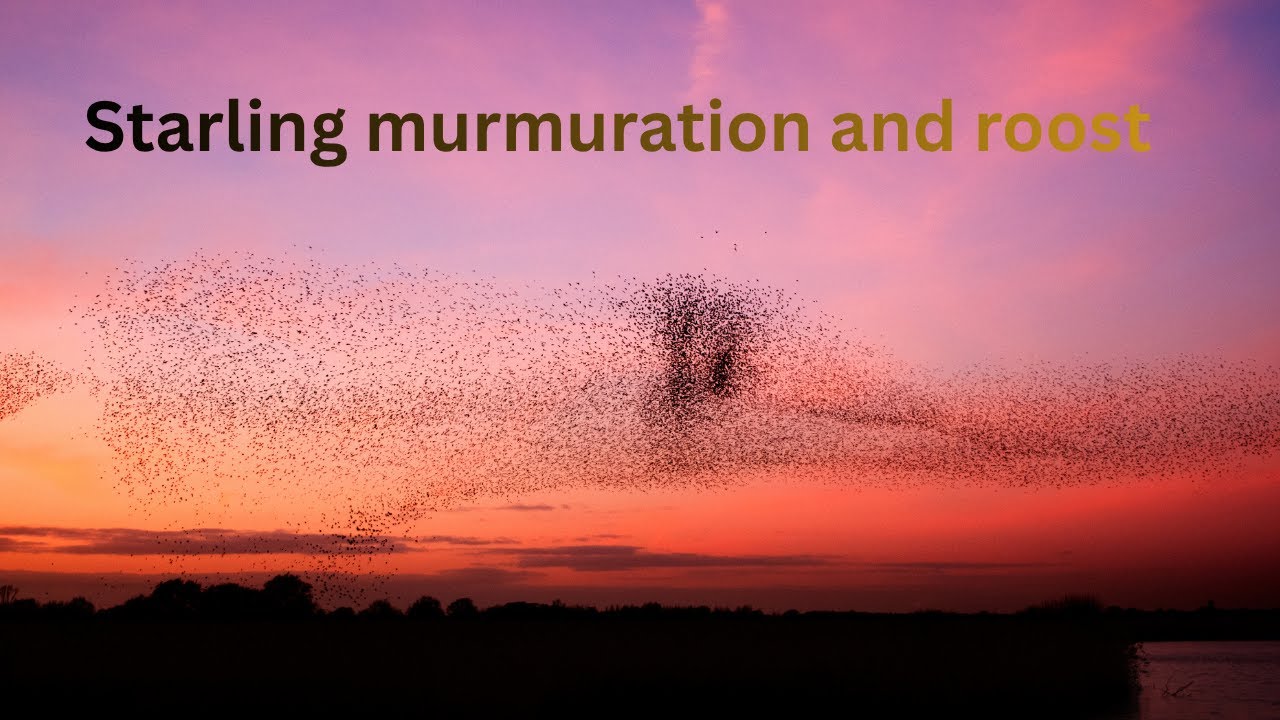 Starling murmuration and roost - YouTube