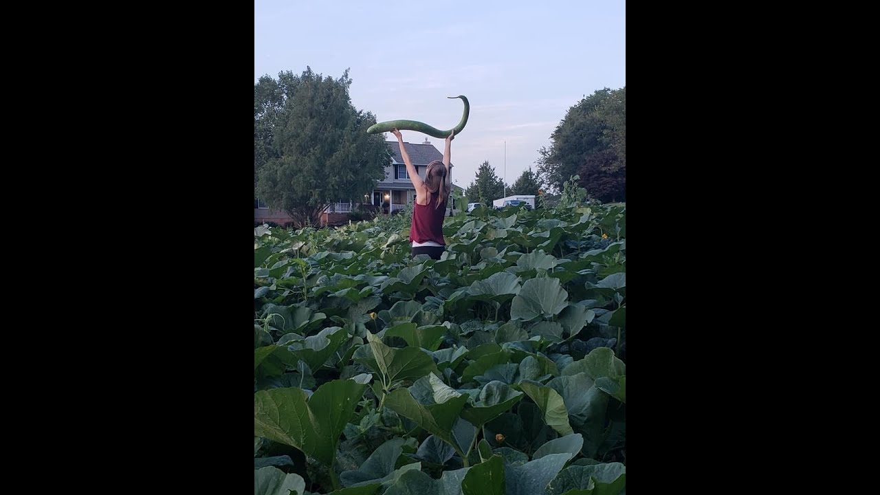 Gearing up to Grow Lots of Food on Limited Land - YouTube