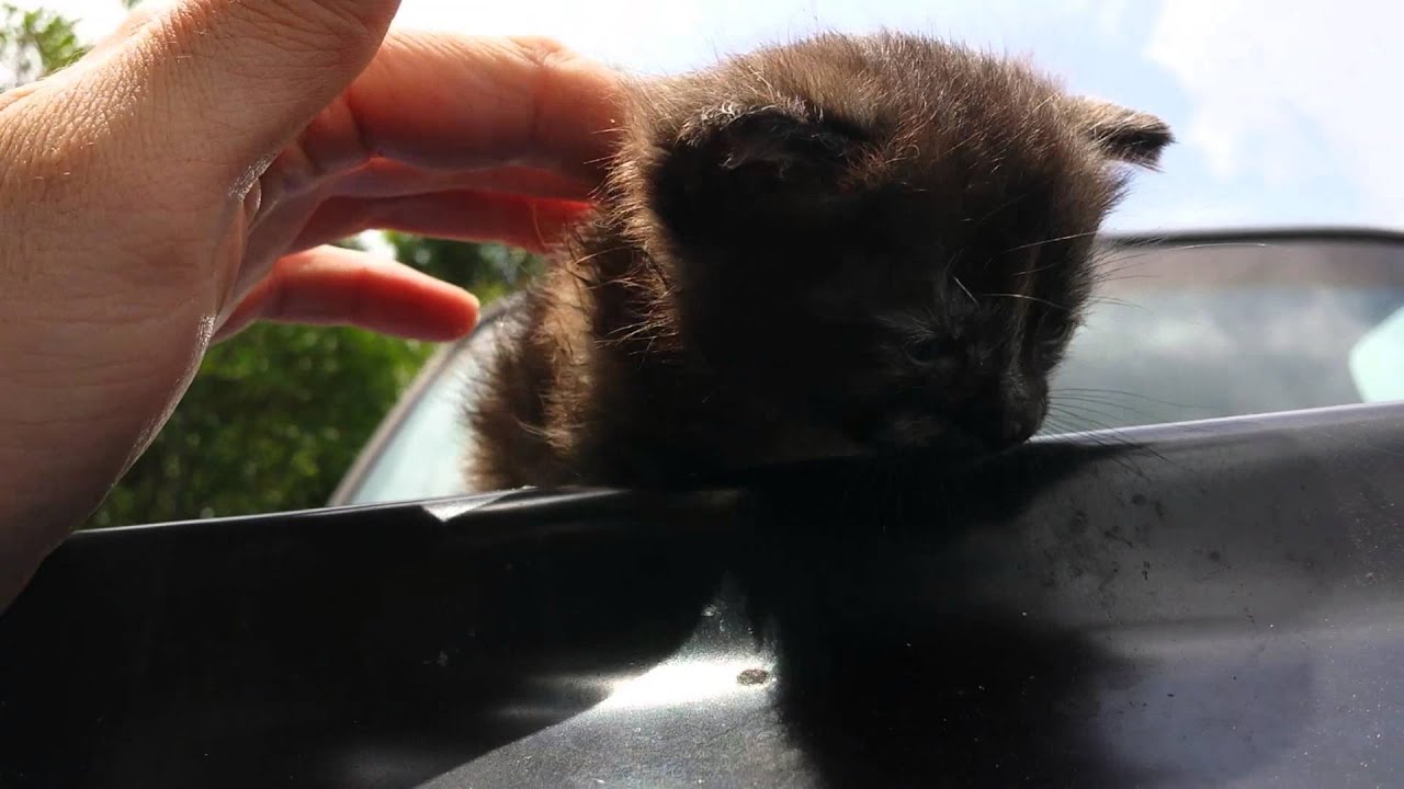 Kitten Cute Attacks! - YouTube