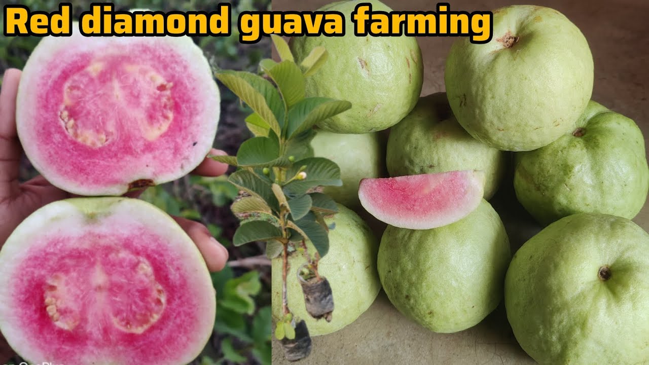 Japanese red diamond guava plant farming contact number 9635449080 ...