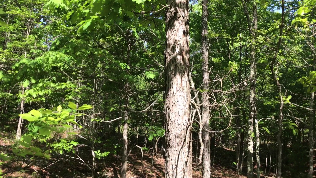 5 acres Turkey Hollow ON 10,000+ acres of National Forest - $1,500 down ...