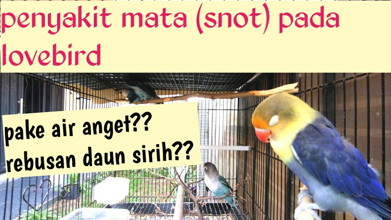 Penyakit mata (snot) pada burung lovebird dan cara mengatasinya ...