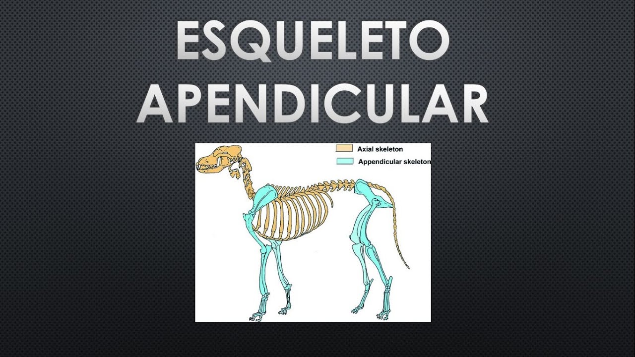 Esqueleto Axial E Apendicular Animal - FDPLEARN