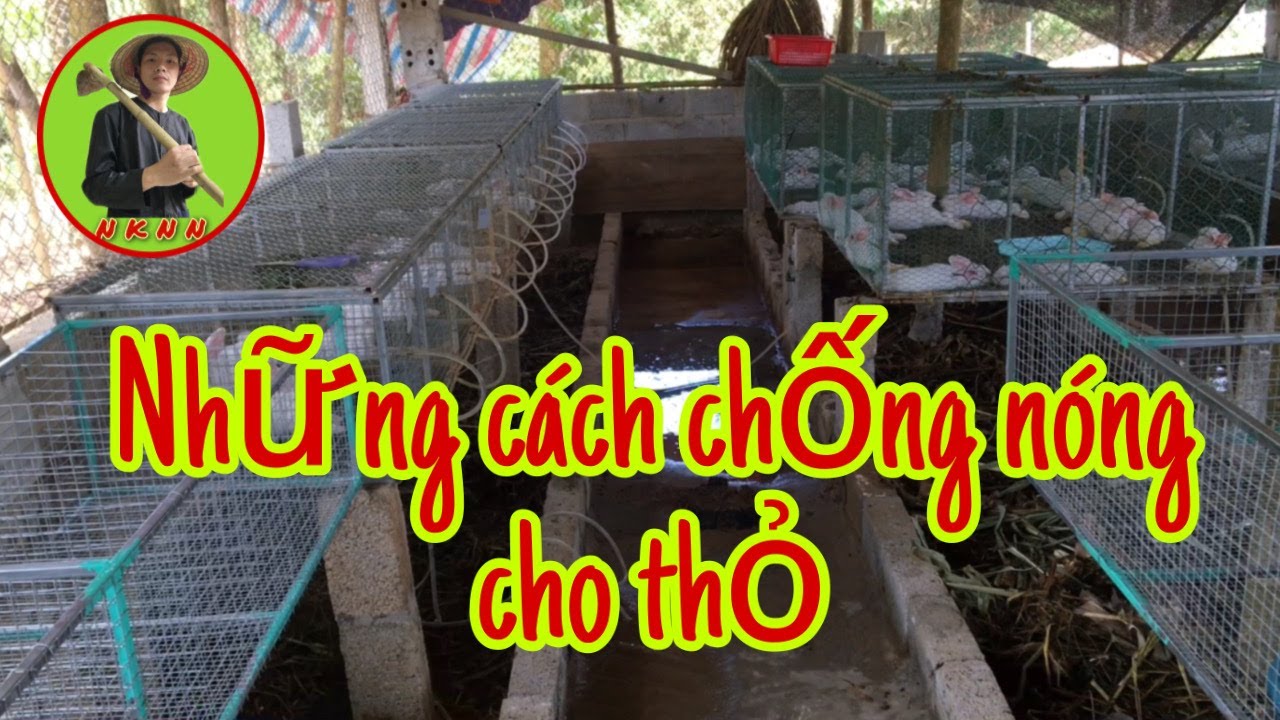 Những cách chống nóng cho thỏ của | NKNN - YouTube