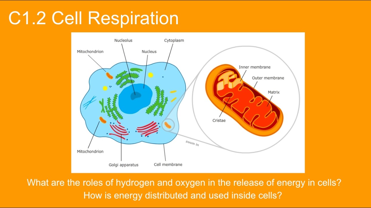 C1.2 Cell Respiration - IB Biology New Curriculum 2025 - YouTube