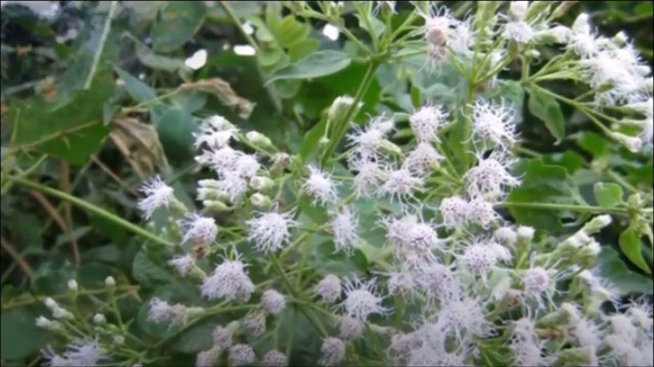 Tij laug vam lis xeem lauj zaj yog toog tuaj mus rau phab nab nib khoo 6/14/23 - YouTube