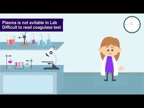 How to identify & Confirm Staphylococcus Aureus in laboratory - YouTube