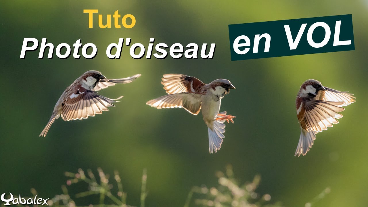 Comment RÉUSSIR des PHOTOS d'OISEAUX en VOL - Astuces et réglages - YouTube