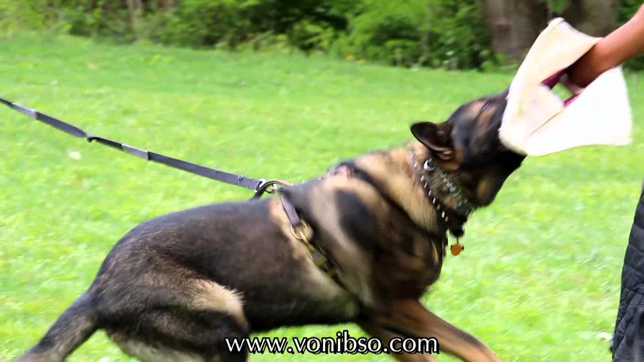 Dalton von IBSO Executive Protection K9 German Shepherd - YouTube