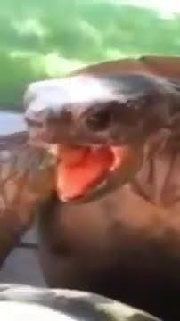 Tortuga gimiendo meme xd - YouTube